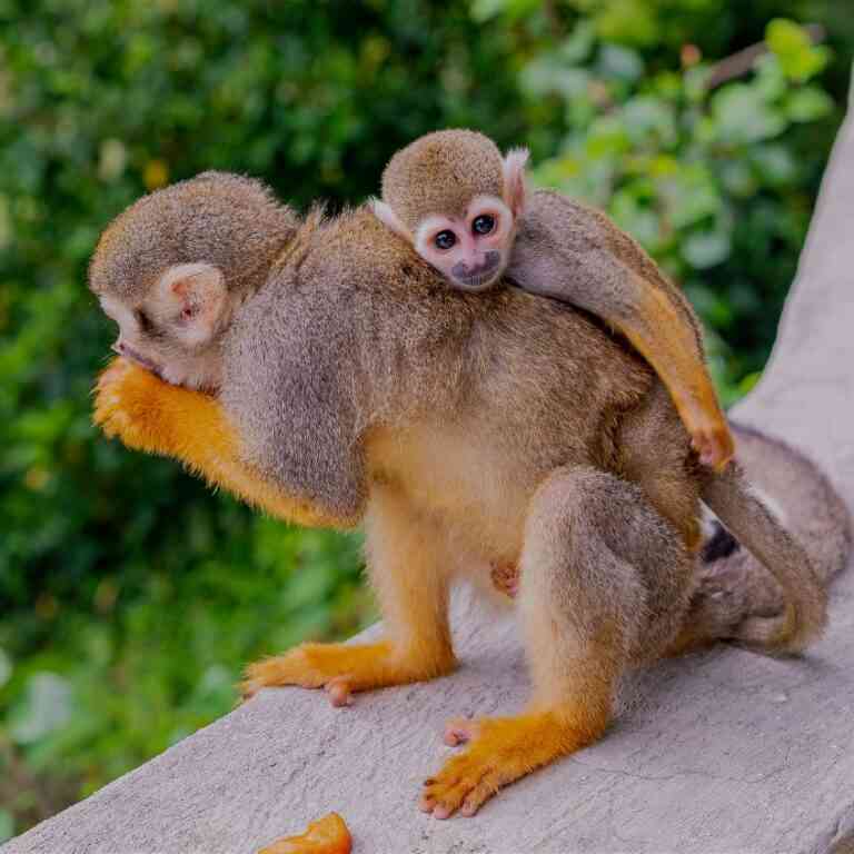 Somos Viaje Punta Cana – Siempre presente